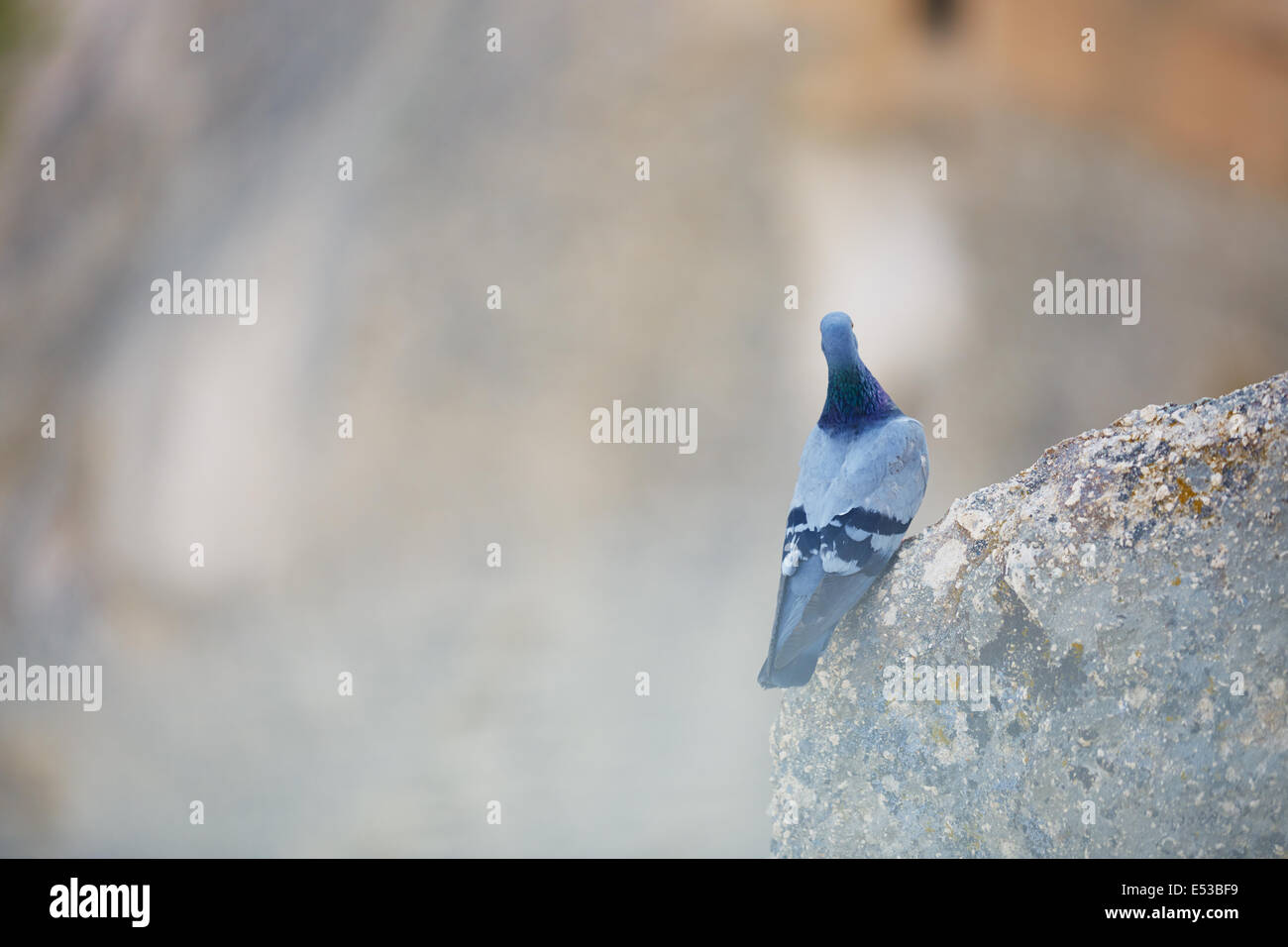 Pigeon on the rock. Rear view Stock Photo - Alamy