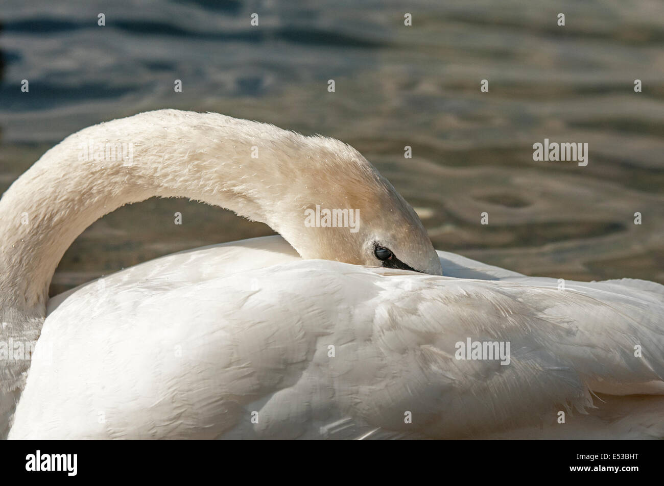 Cleaning the feathers hi-res stock photography and images - Alamy