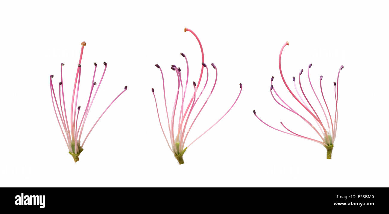 Pink Rhododendron flowers stamen Stock Photo - Alamy