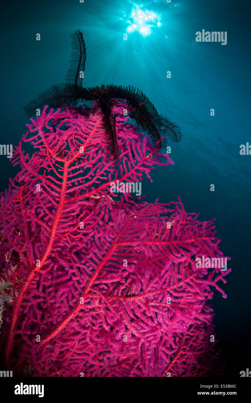 Underwater crinoid feather star hi-res stock photography and images - Alamy