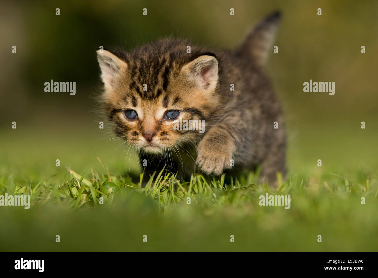 domestic Cat, kitten walking on a meadow Stock Photo - Alamy