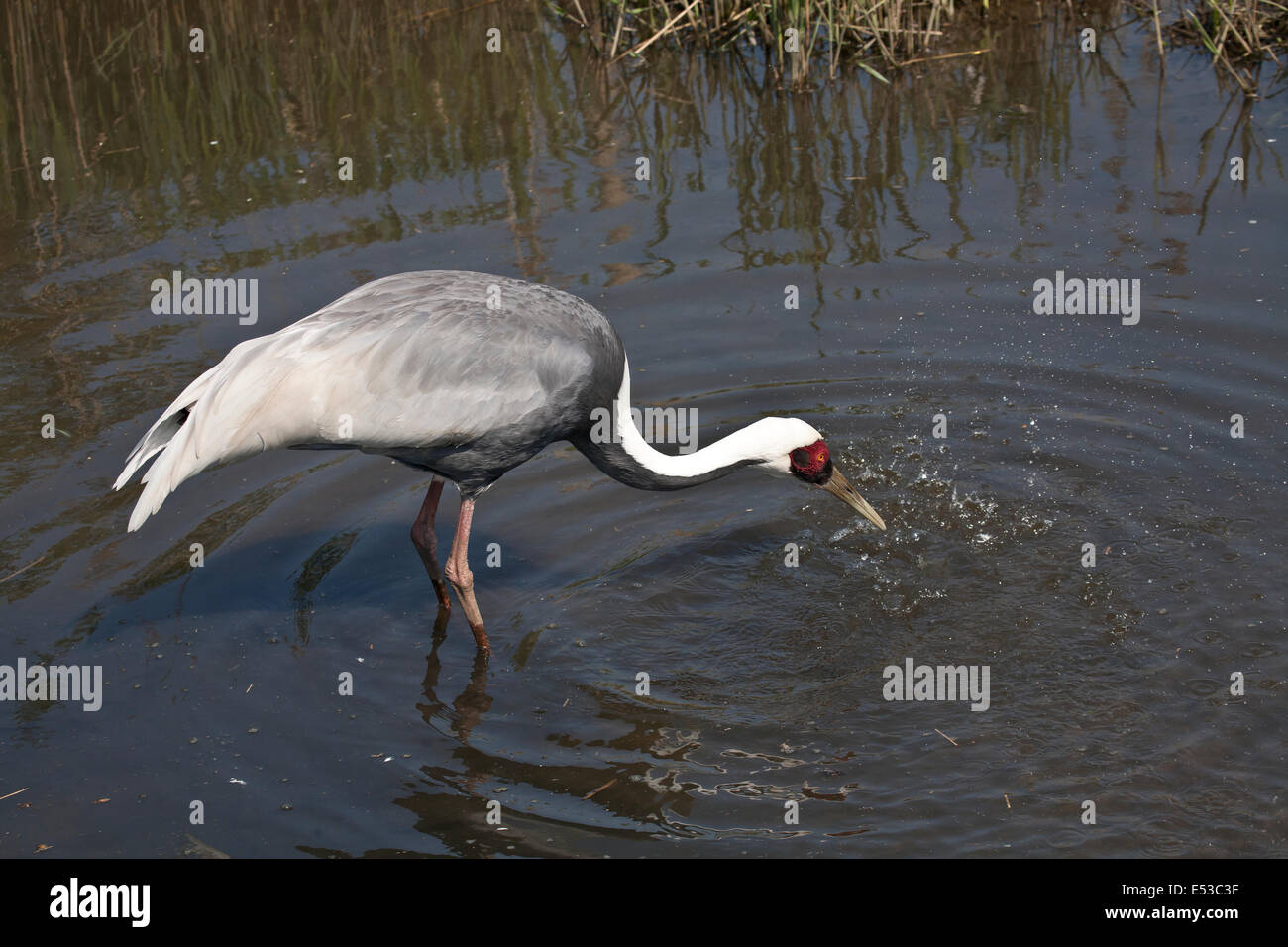 European Crane fishing in shallow water Stock Photo - Alamy