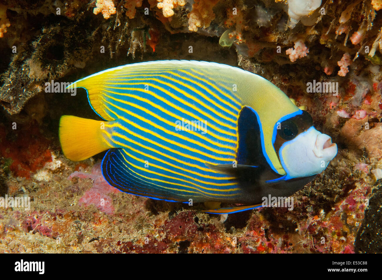 Emperor fish hi-res stock photography and images - Alamy