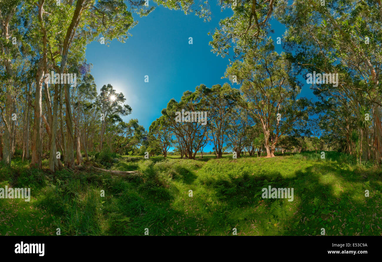 Looking out from Lachlan Swamp, Centennial Park, Sydney, New South ...