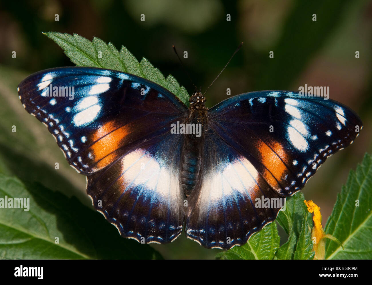 Hypolimnas bolina hi-res stock photography and images - Alamy