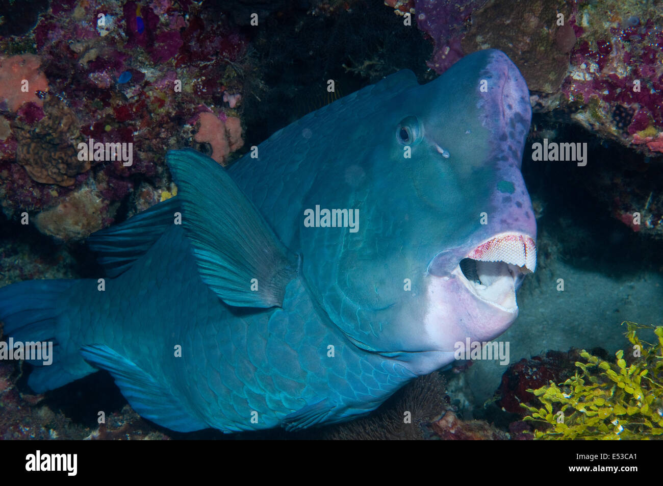Parrot Fish Smile
