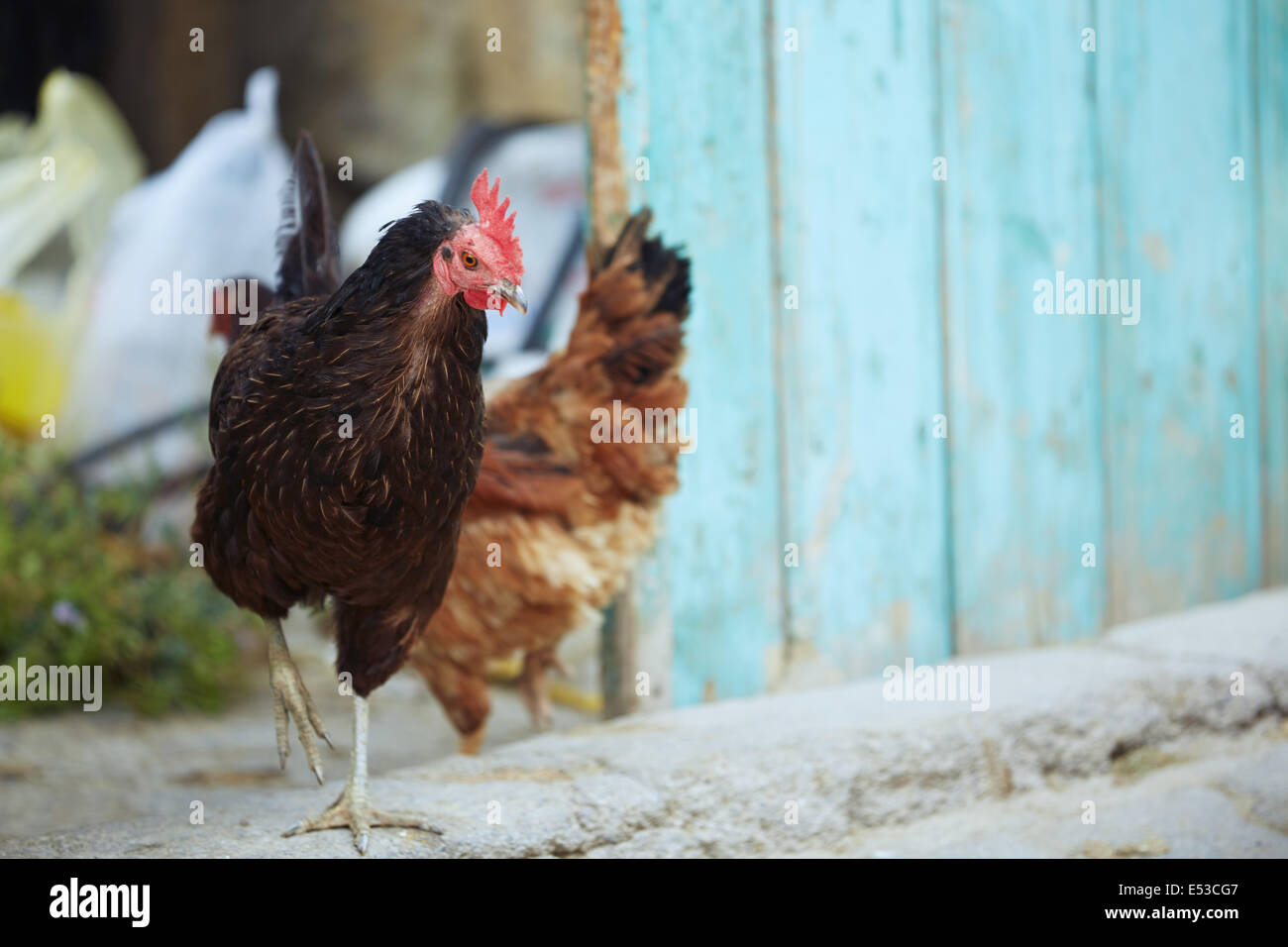 Rooster and hen in hennery. Horizontal photo Stock Photo - Alamy