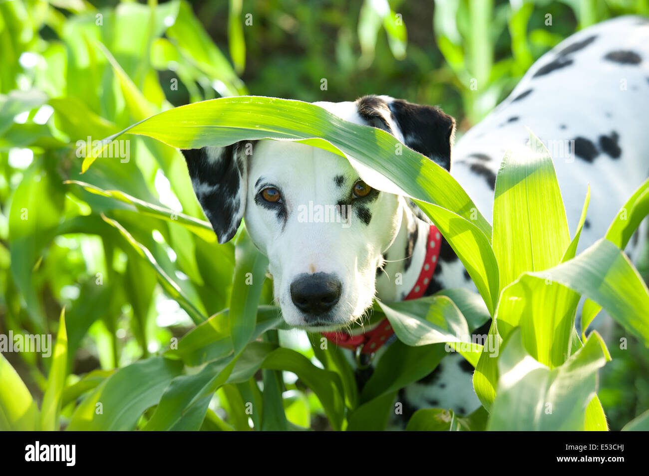 Peeping dog hi-res stock photography and images - Alamy