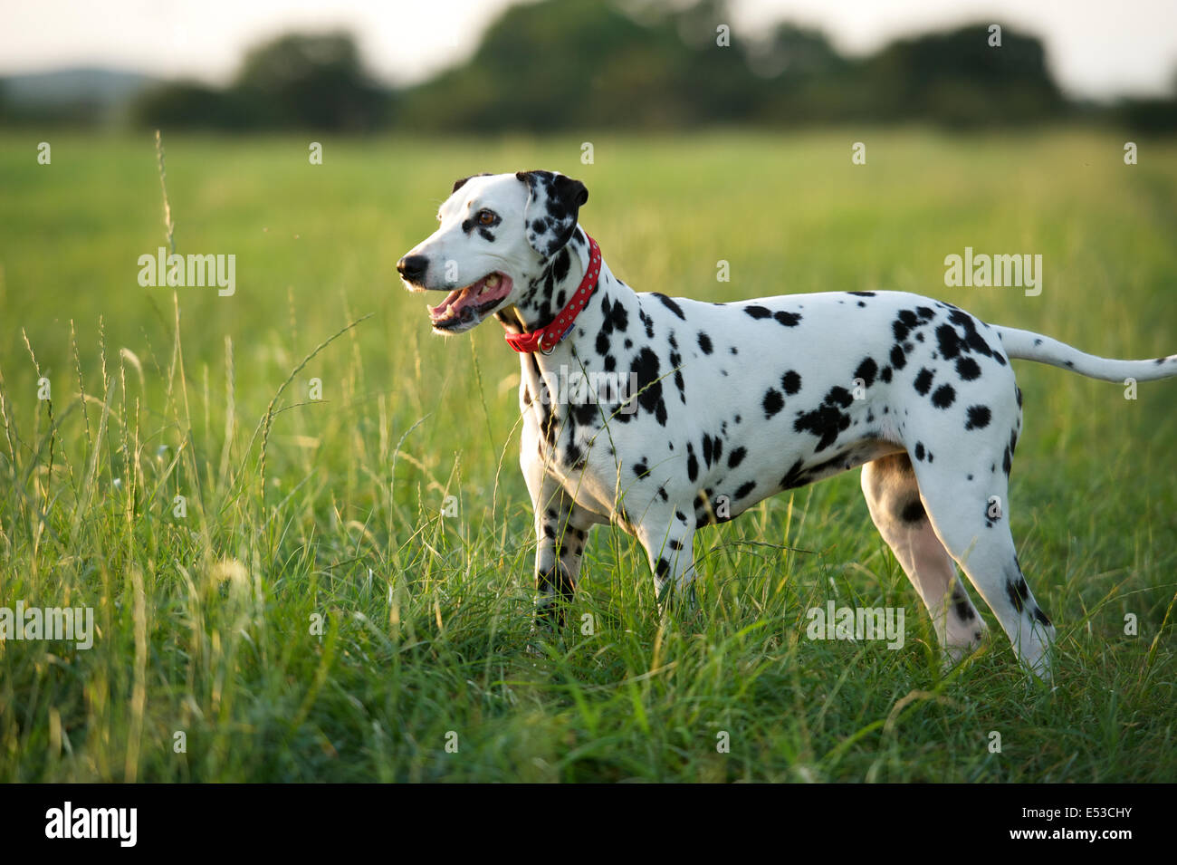 Large dalmatian dog hi-res stock photography and images - Alamy