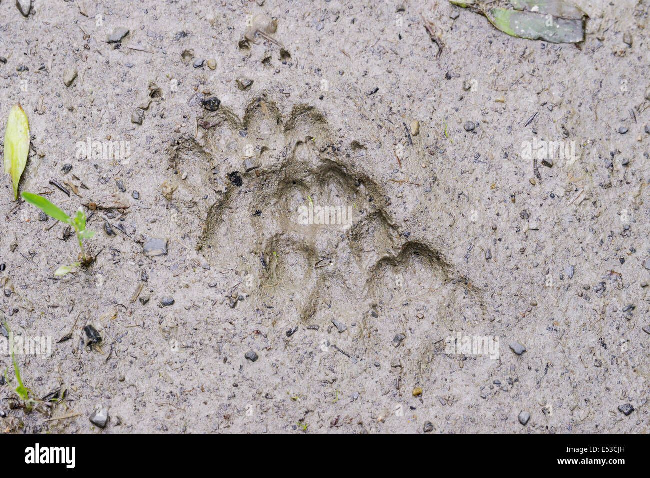 Badger Tracks In Sand