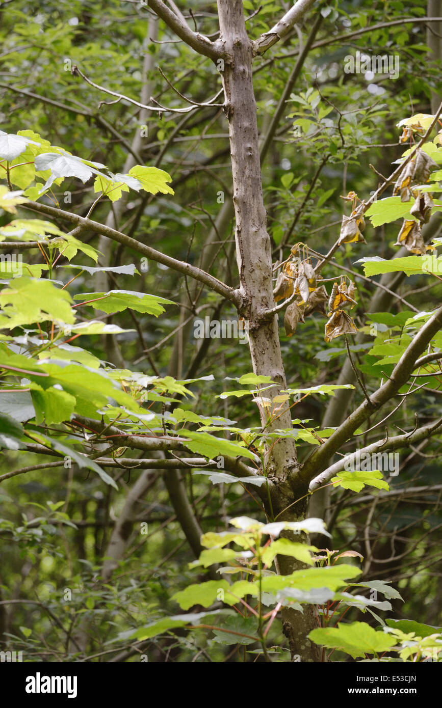Grey squirrel damage hi-res stock photography and images - Alamy