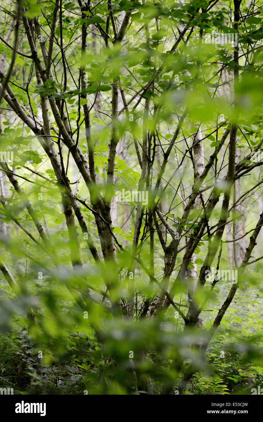Mature Hazel tree, shrub, Corylus avellana, Wales, UK Stock Photo - Alamy