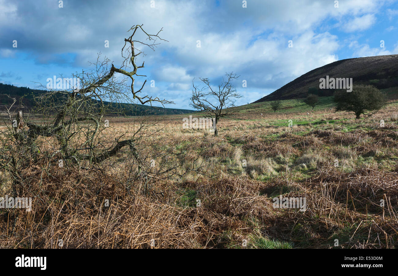 The North York Moors on a fine spring morning showing the undulating ...