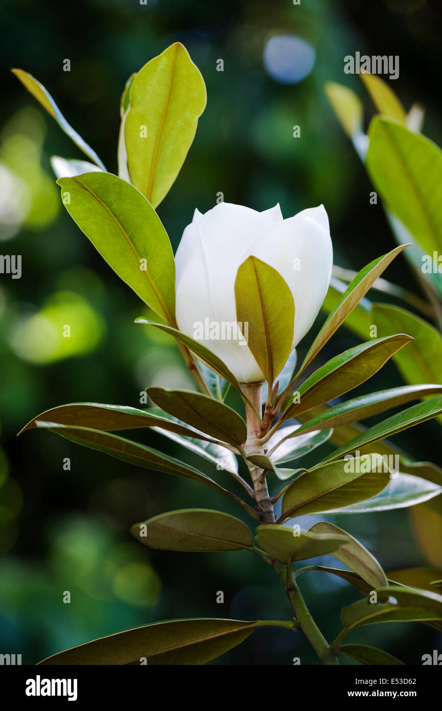 Magnolia grandiflora exmouth hi-res stock photography and images - Alamy