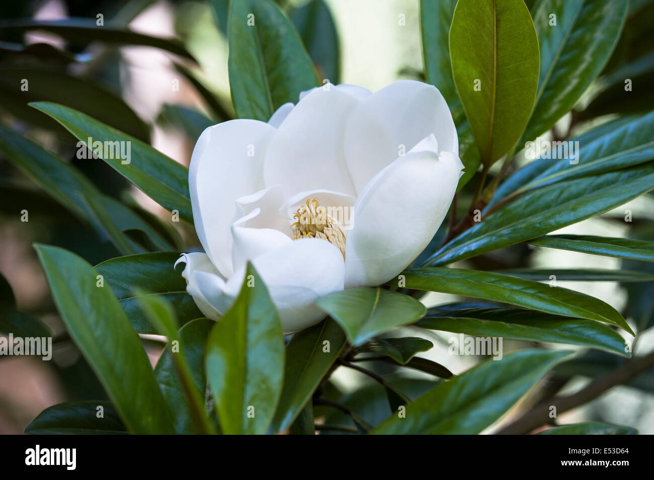 Magnolia Grandiflora Exmouth. White flowered Stock Photo - Alamy