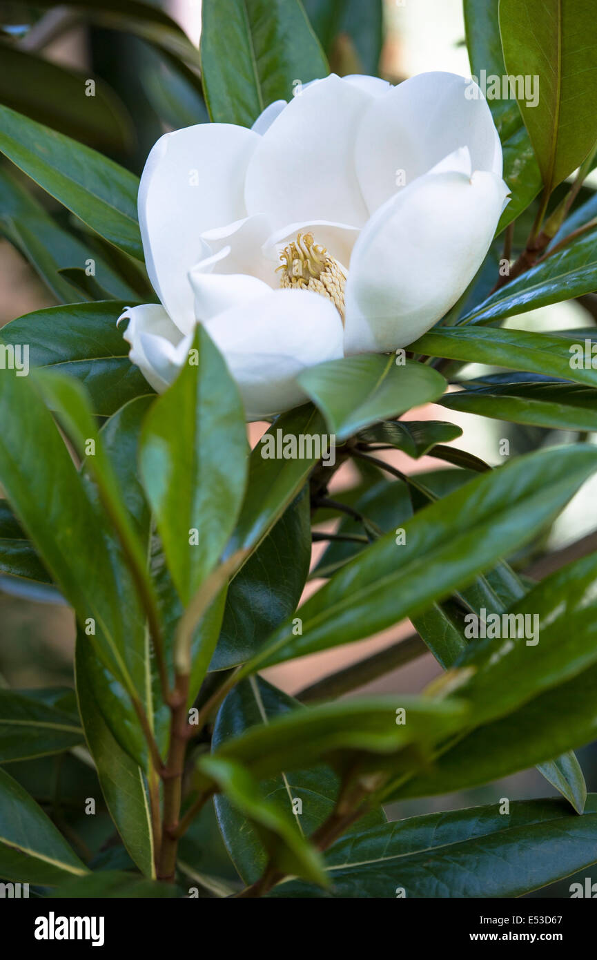 Magnolia Grandiflora Exmouth. White flowered Stock Photo - Alamy