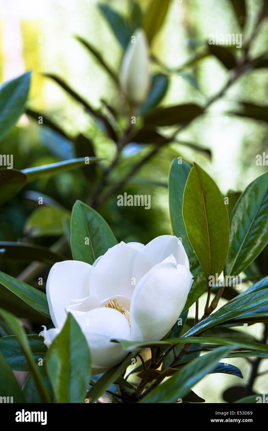 Magnolia grandiflora hi-res stock photography and images - Alamy