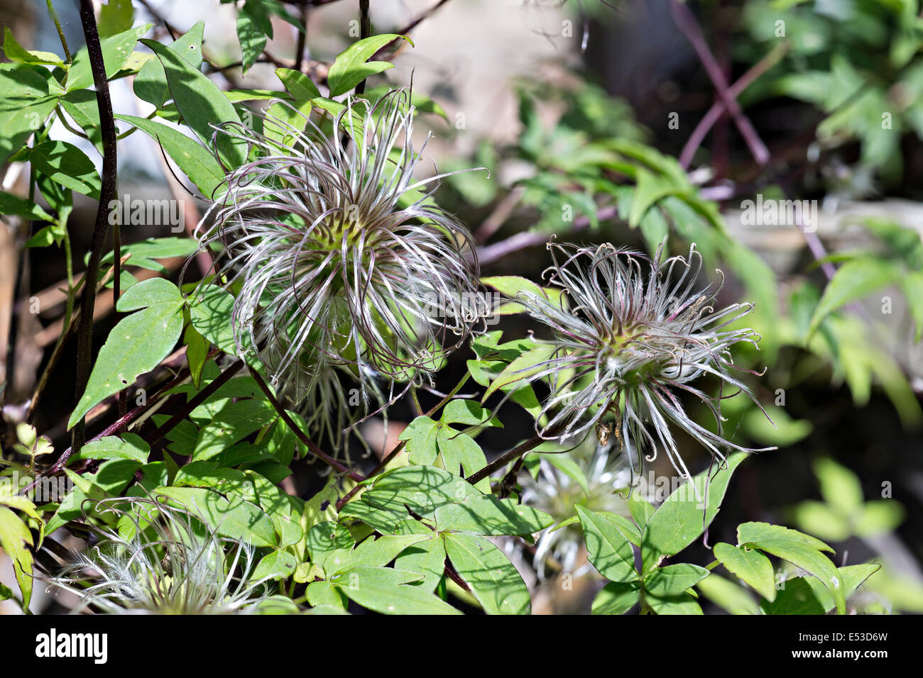 Two seed heads hi-res stock photography and images - Alamy