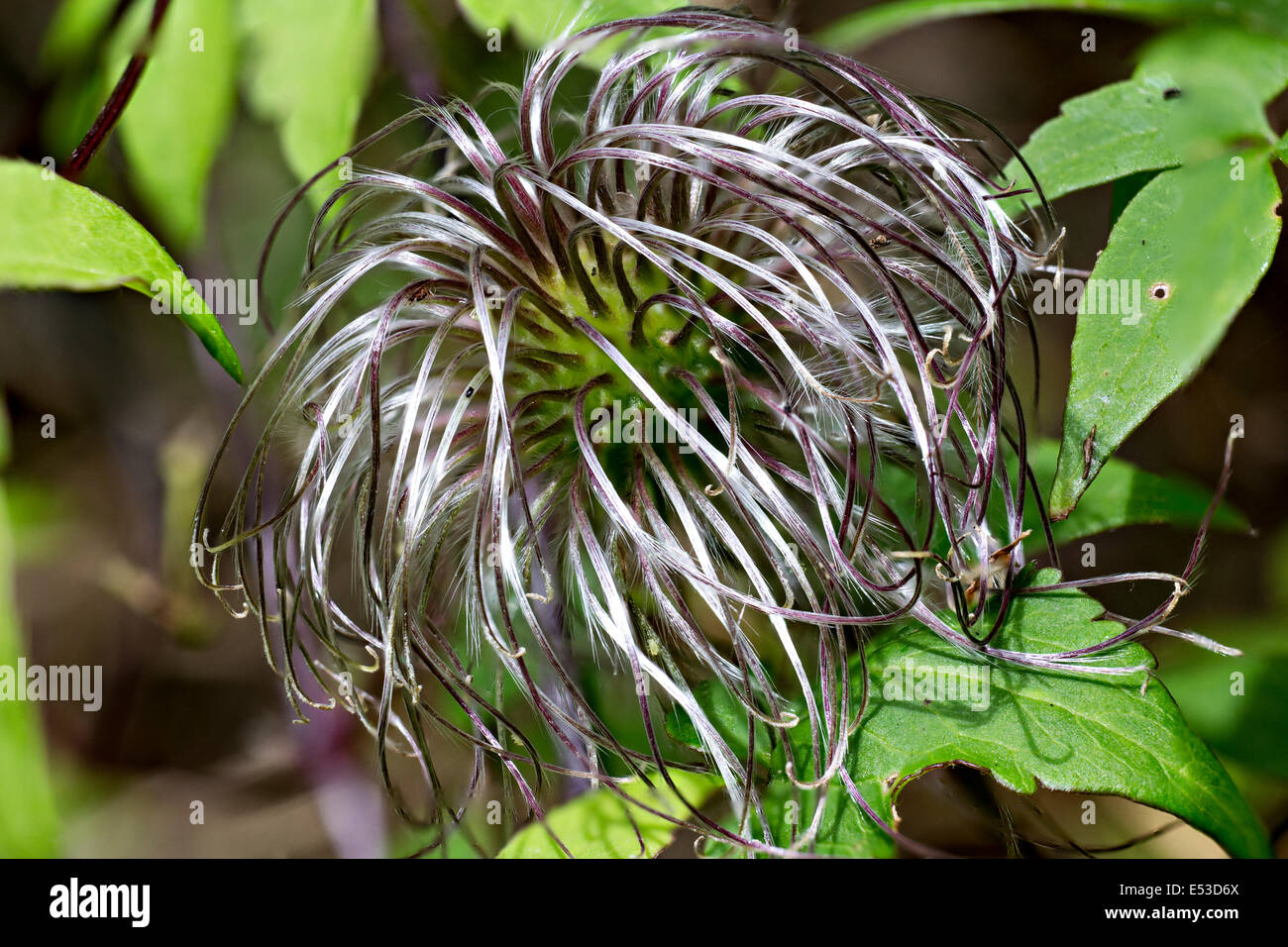 Clematis frances rivas hi-res stock photography and images - Alamy