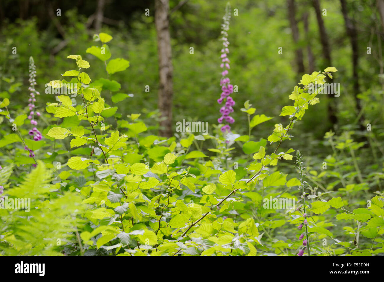 Coppice hazel uk hi-res stock photography and images - Alamy