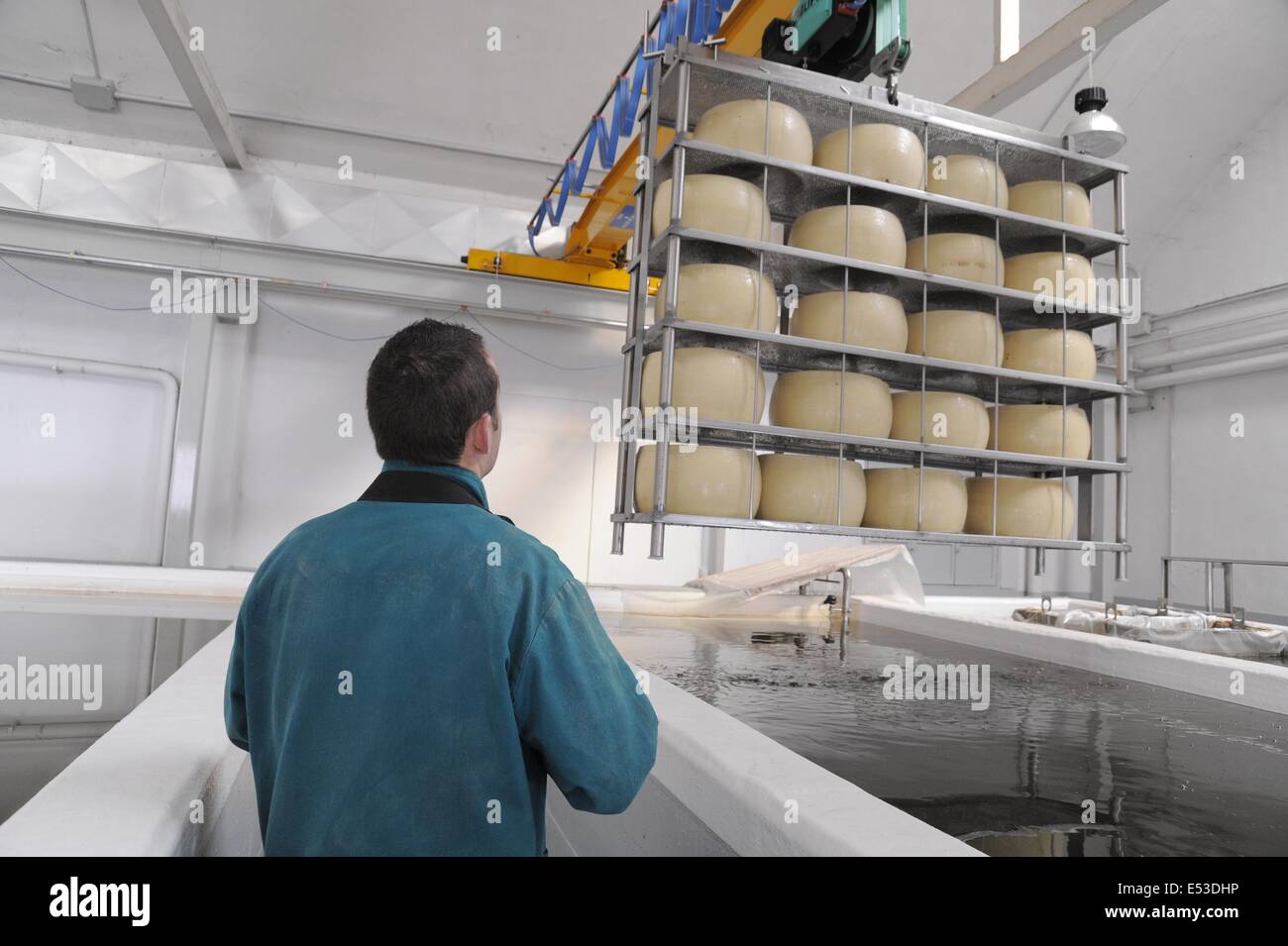 Trescore Cremasco (Cremona, Italy); production of Grana Padano DOP ...