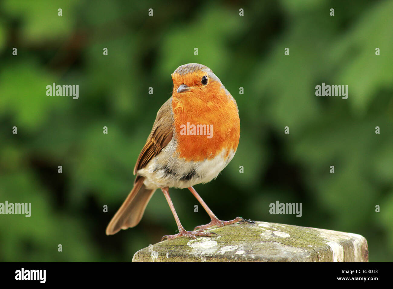 Robin red background hi-res stock photography and images - Alamy