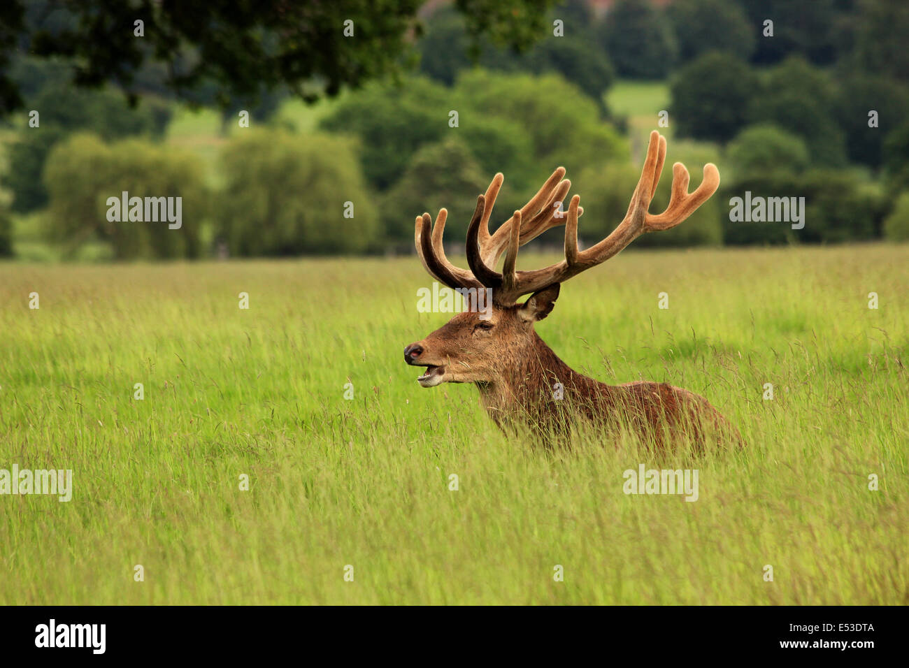 Single stag deer resting in a grassy meadow Stock Photo - Alamy