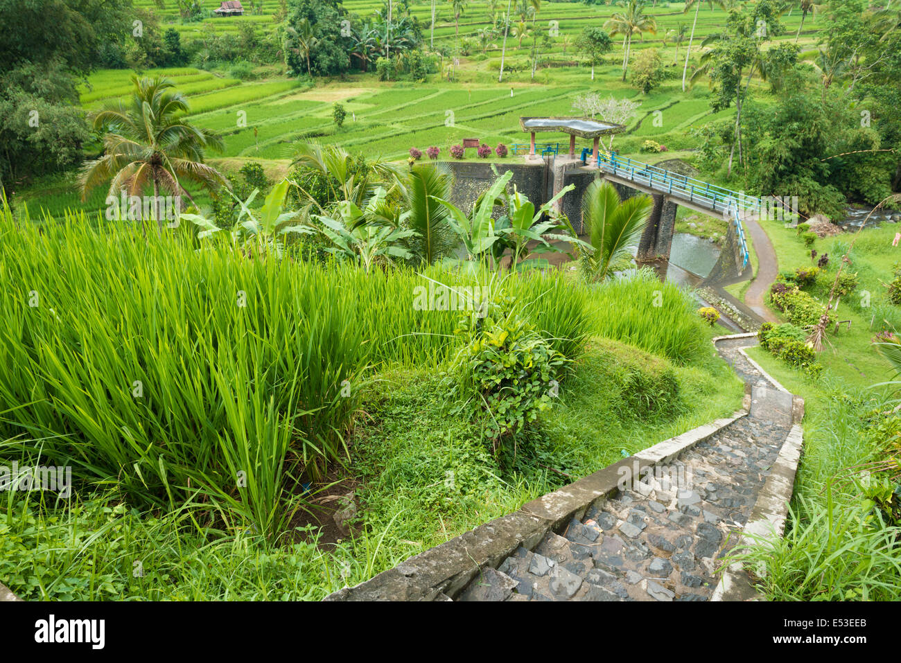 Rice paddies of Bali on the cloudy overcast day with a little rain ...
