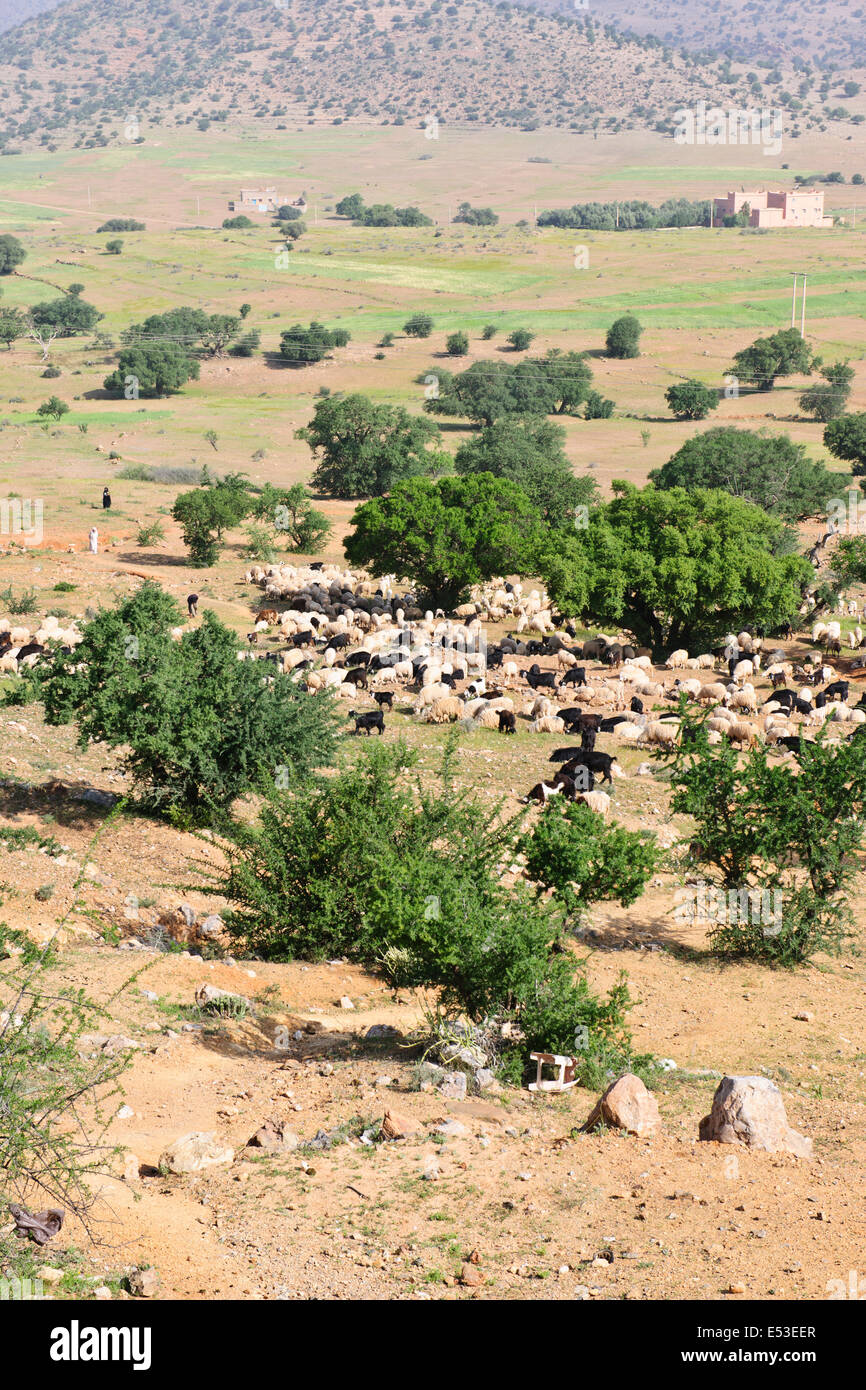 Saharan Nomads herding Sheep,Mutton,Lamb,Biblical times, in the Hills ...