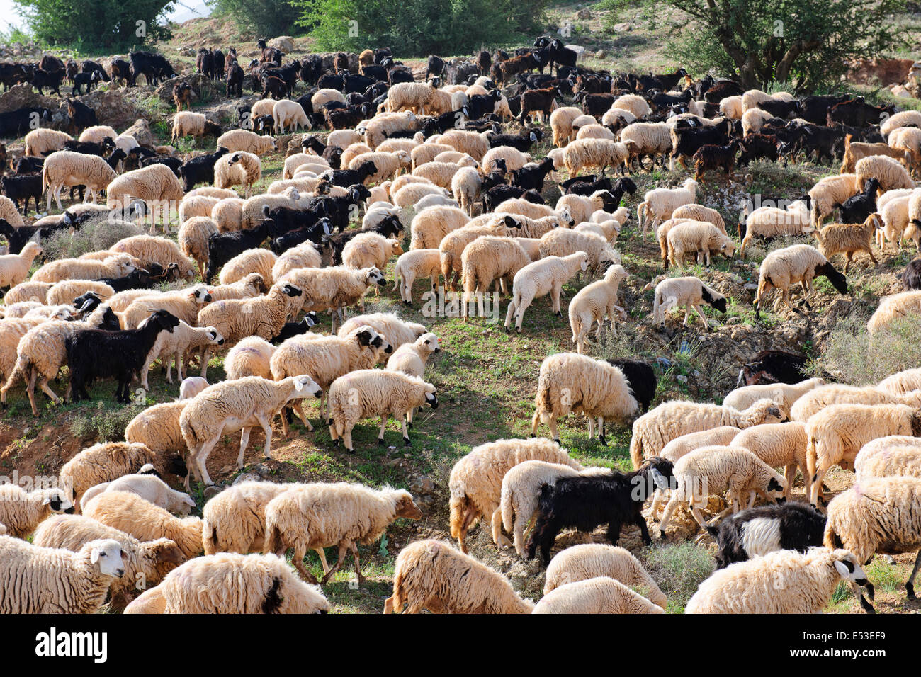 Saharan Nomads herding Sheep,Mutton,Lamb,Biblical times,Pack animals,in ...