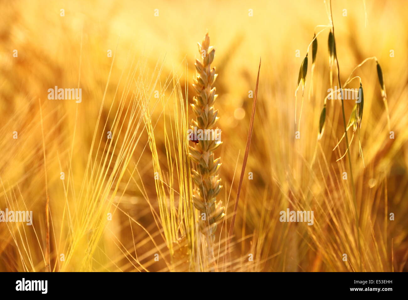 Wheat, rye, oats and ladybug, close up Stock Photo - Alamy
