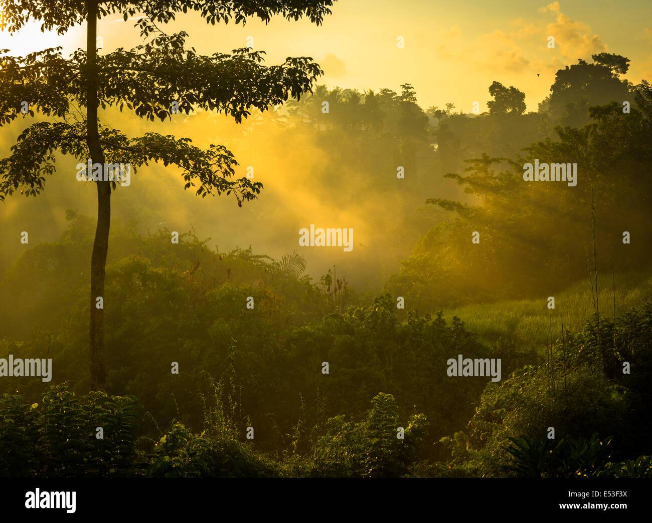 Tropical foliage rising hi-res stock photography and images - Alamy