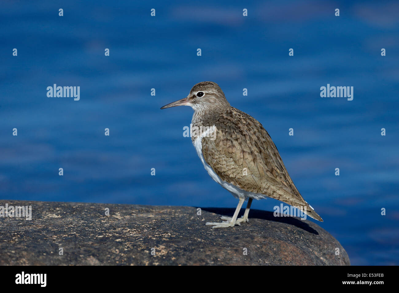 Common sandpiper hi-res stock photography and images - Alamy
