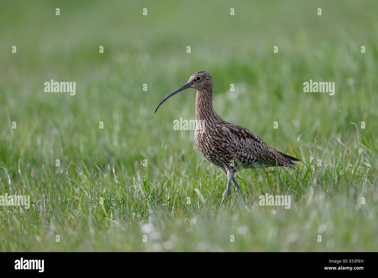 Curlew, Numenius arquata, single bird on grass, Orkney, June 2014 Stock ...