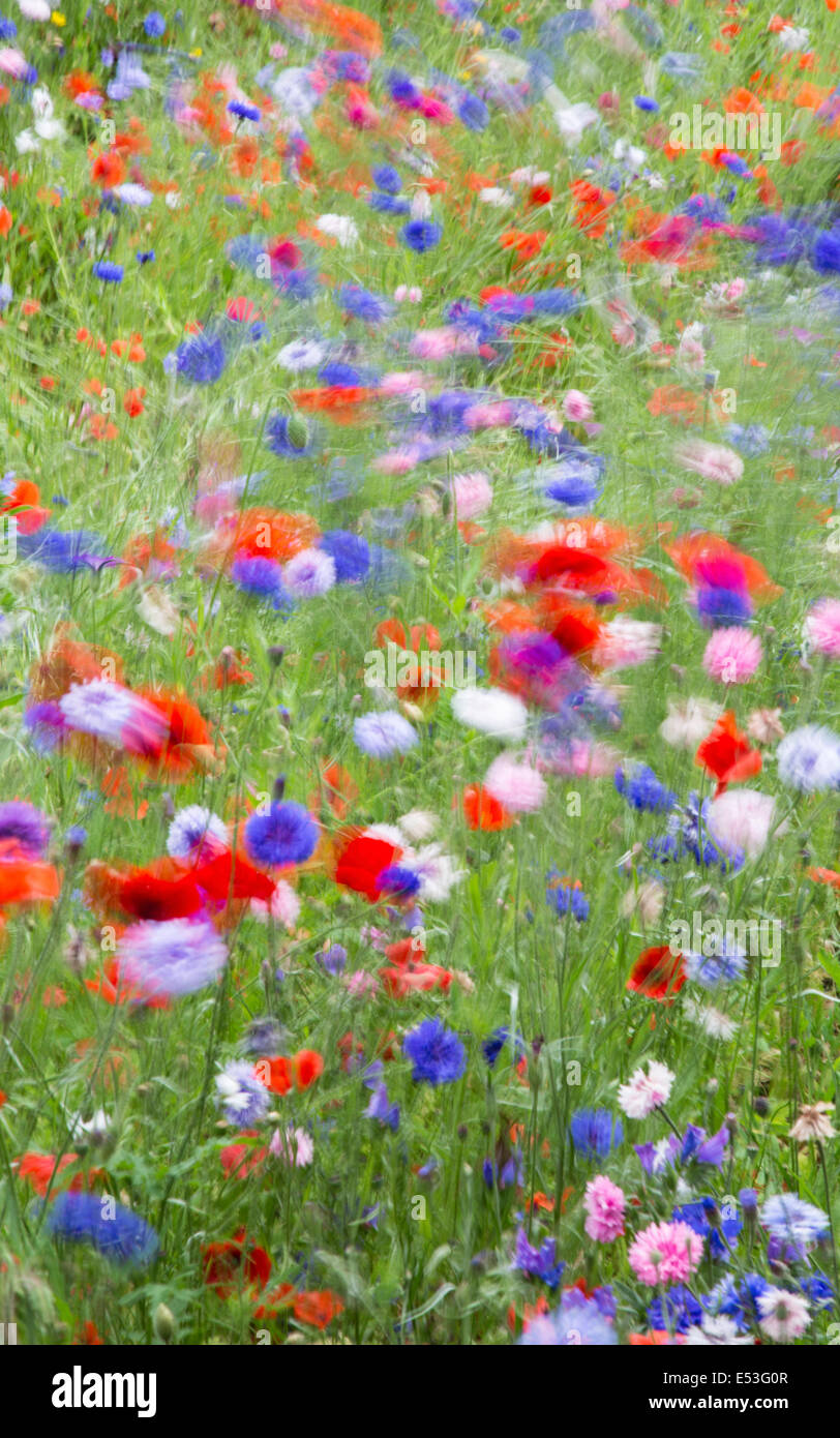 Wildflower Meadow Meadows England English Britain British Gb Uk Great ...