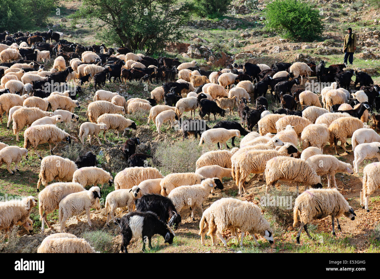 Pastures in morocco hi-res stock photography and images - Alamy