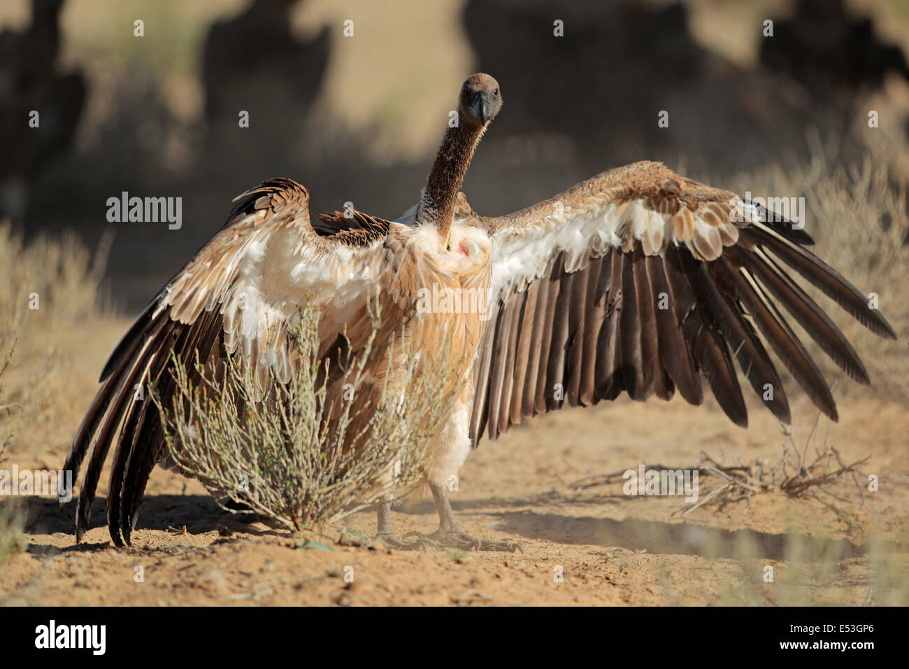 Vulture wings hi-res stock photography and images - Alamy