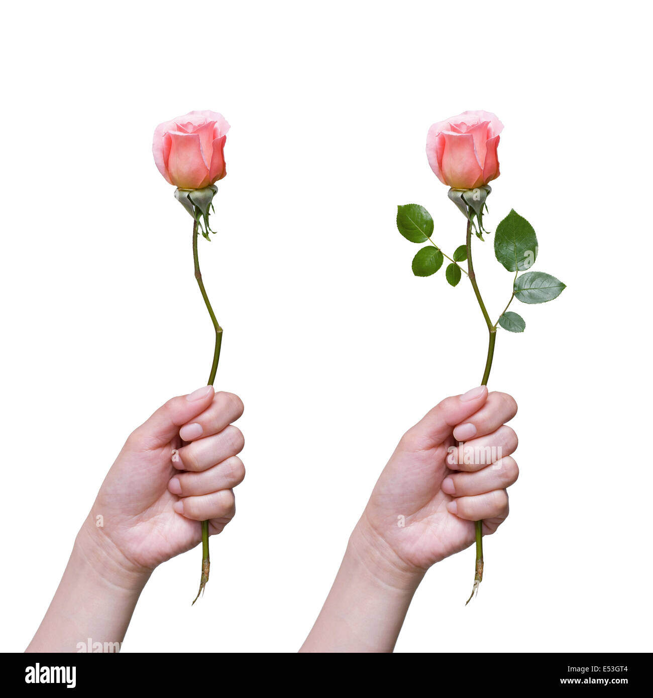 Holding rose isolated on white background Stock Photo - Alamy