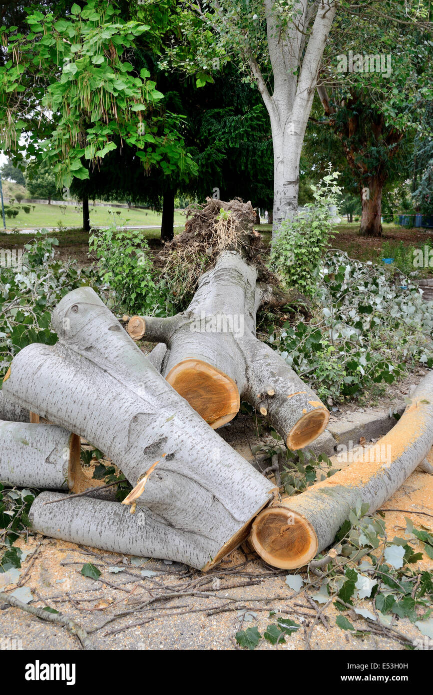 Cut leaf beech tree hi-res stock photography and images - Alamy