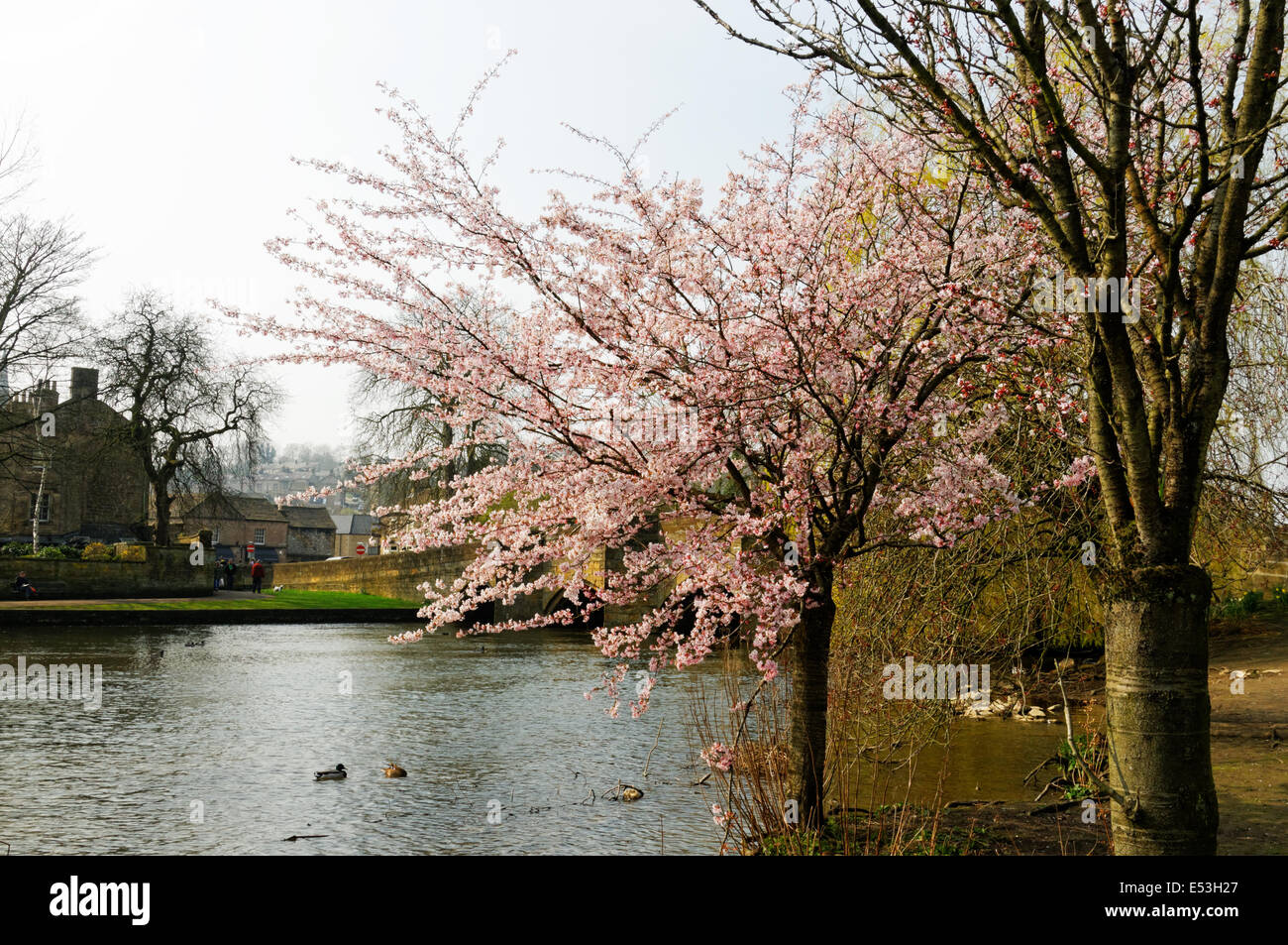 color on the river-Wye Derbyshire Stock Photo - Alamy