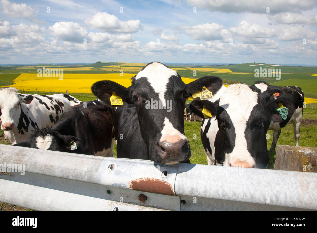 Young cattle standing high on chalk downland with oil seed rape crop in ...