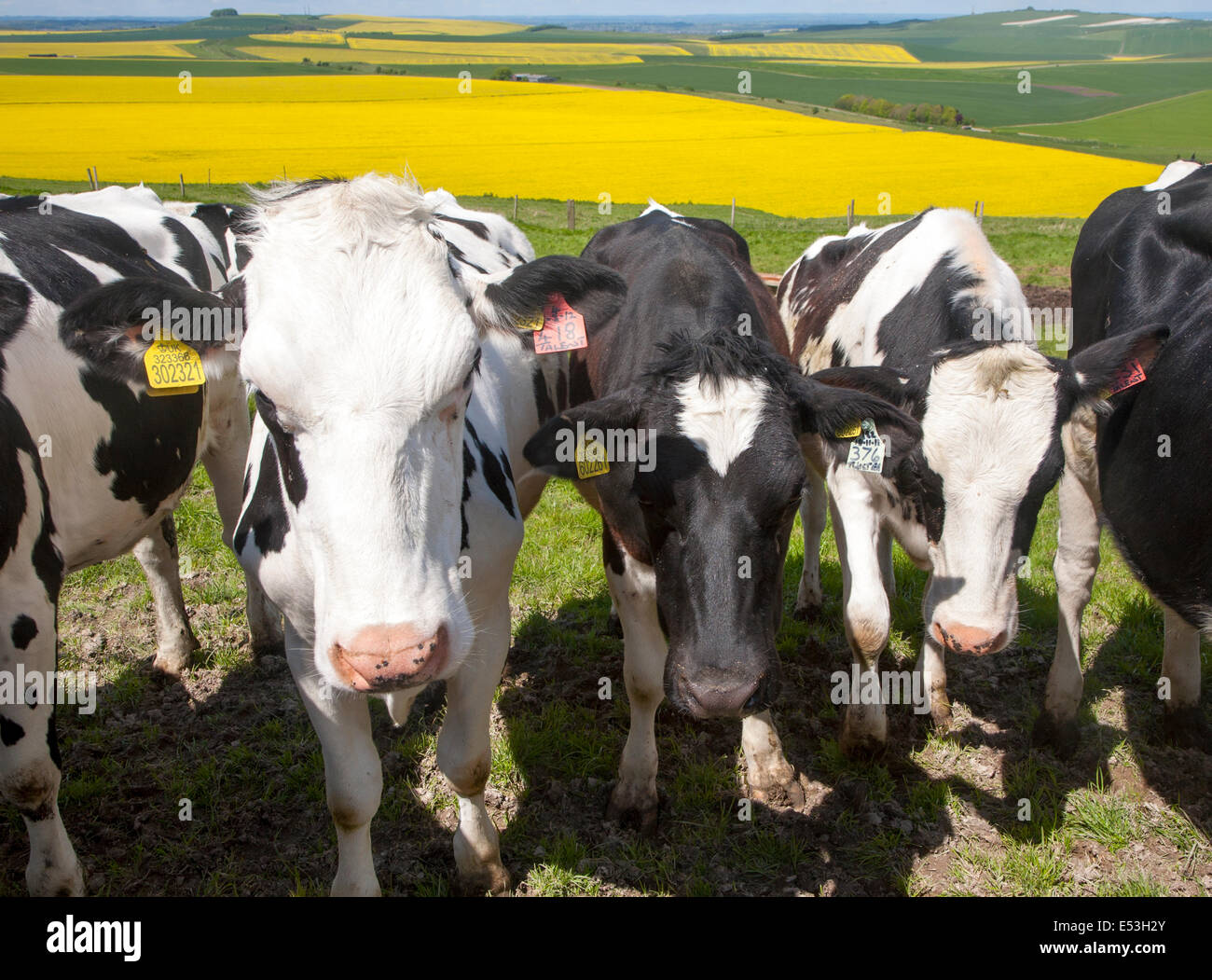 Young cattle standing high on chalk downland with oil seed rape crop in ...