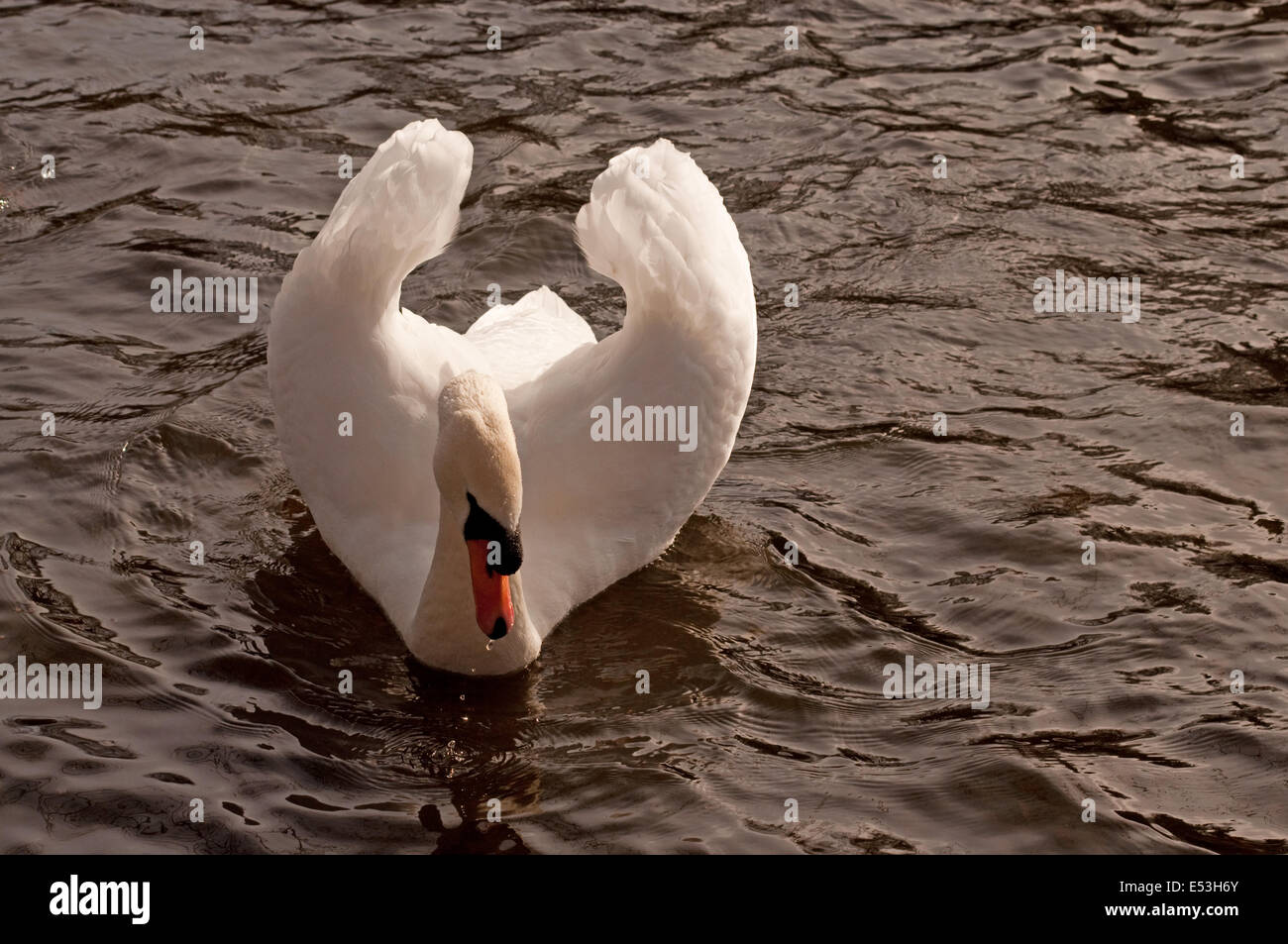 Male Mute Swan showing aggressive busking behaviour Stock Photo - Alamy