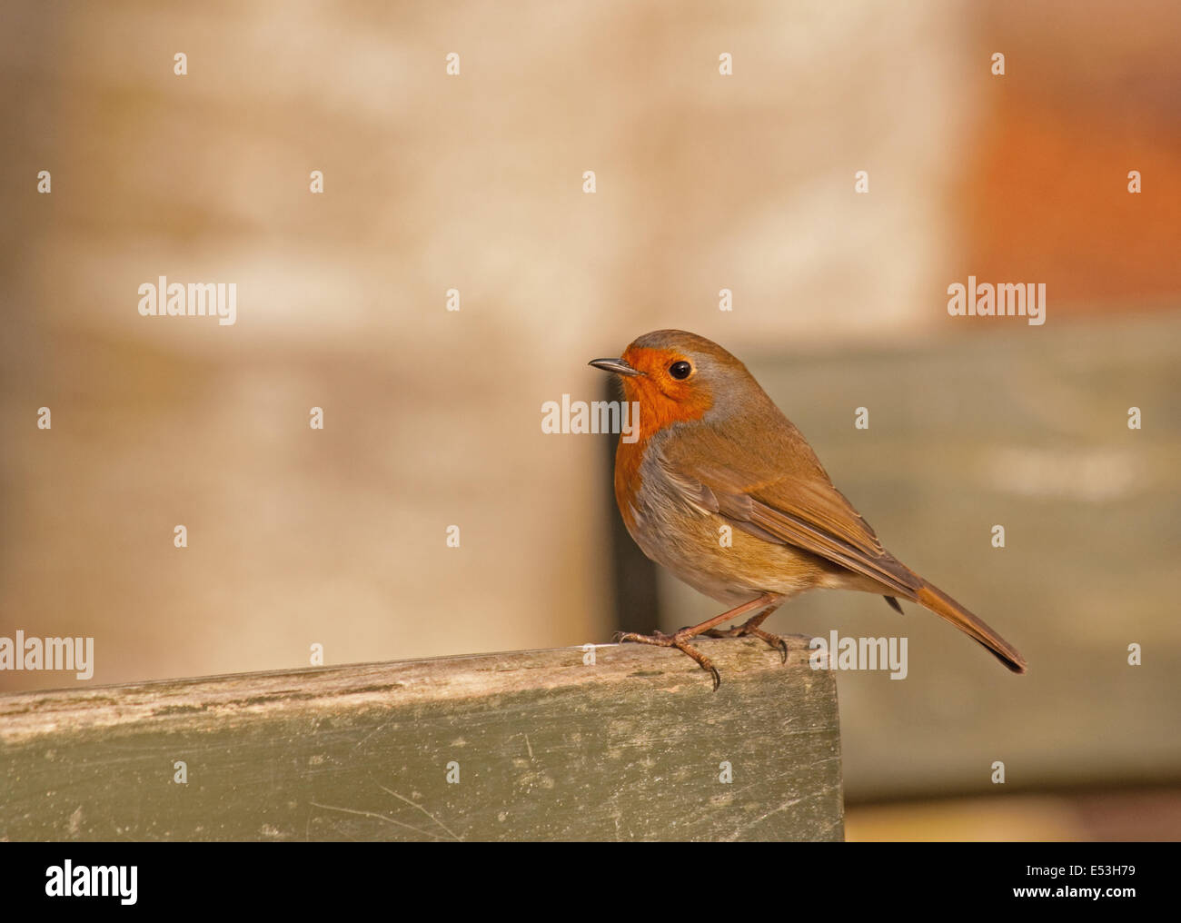 Robin on bench hi-res stock photography and images - Alamy