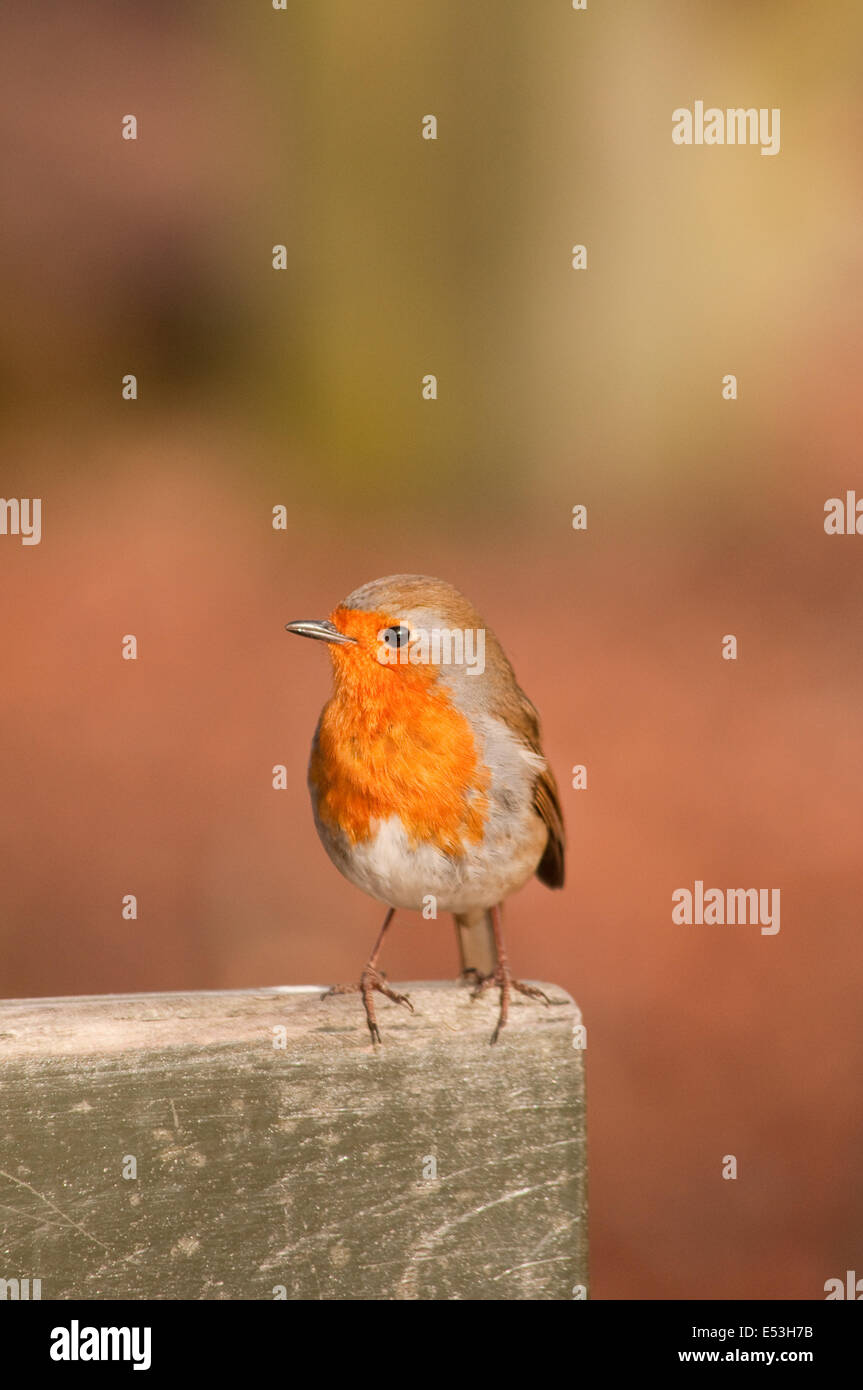 Robin on bench hi-res stock photography and images - Alamy
