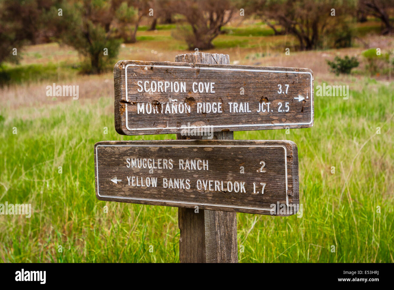 Olive trees and trail sign at Smugglers Cove, Santa Cruz island ...