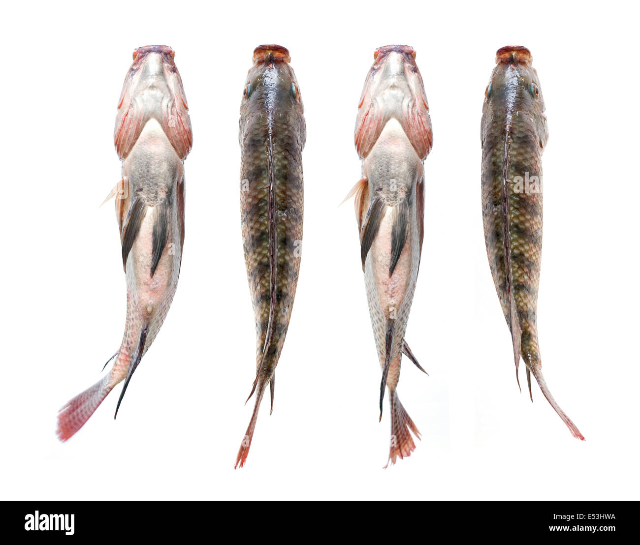 Snapper fish Cut Out Stock Images & Pictures - Alamy
