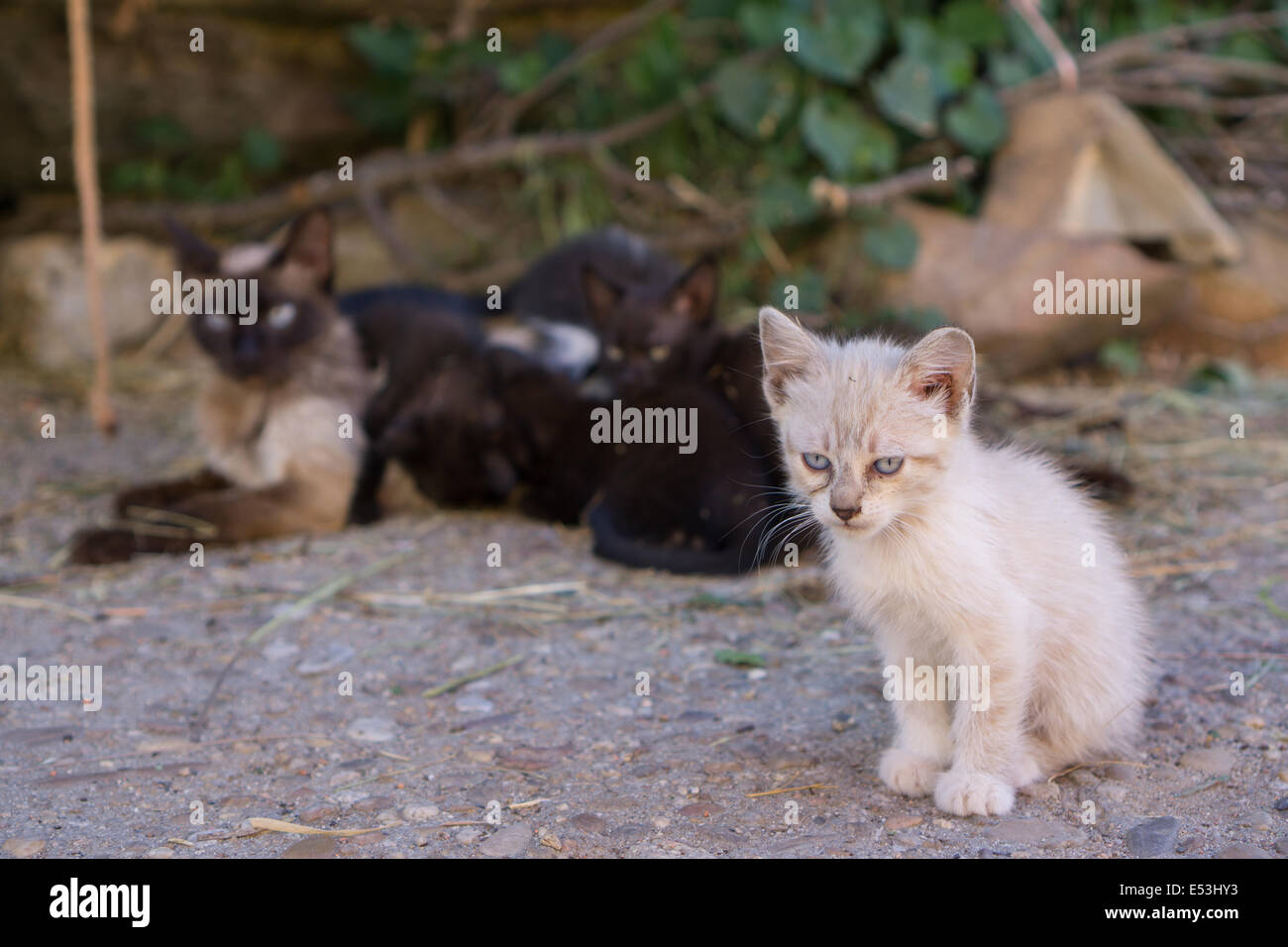 Kitty standing behind mom Stock Photo - Alamy