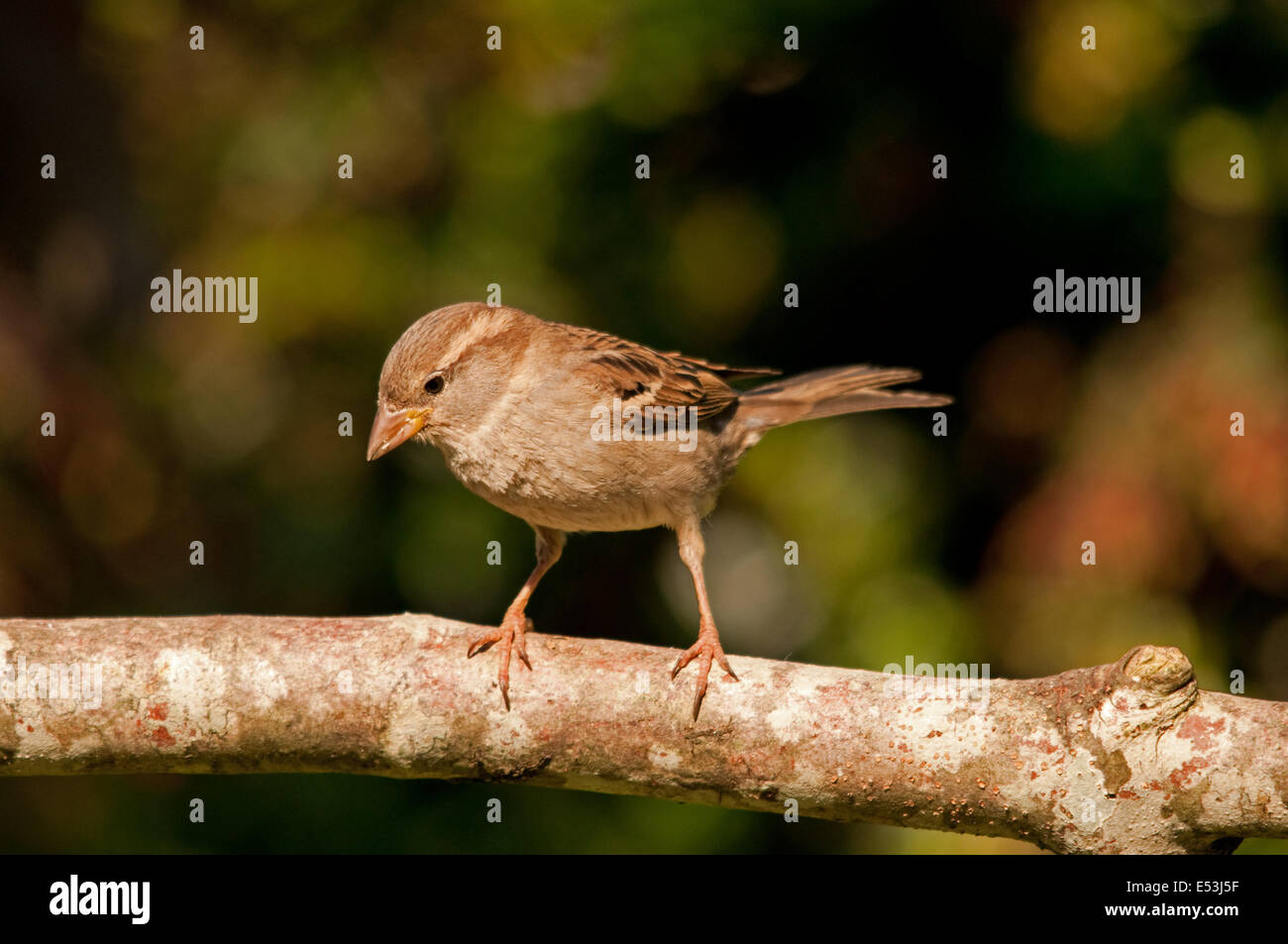 Juvenile tree sparrow hi-res stock photography and images - Alamy