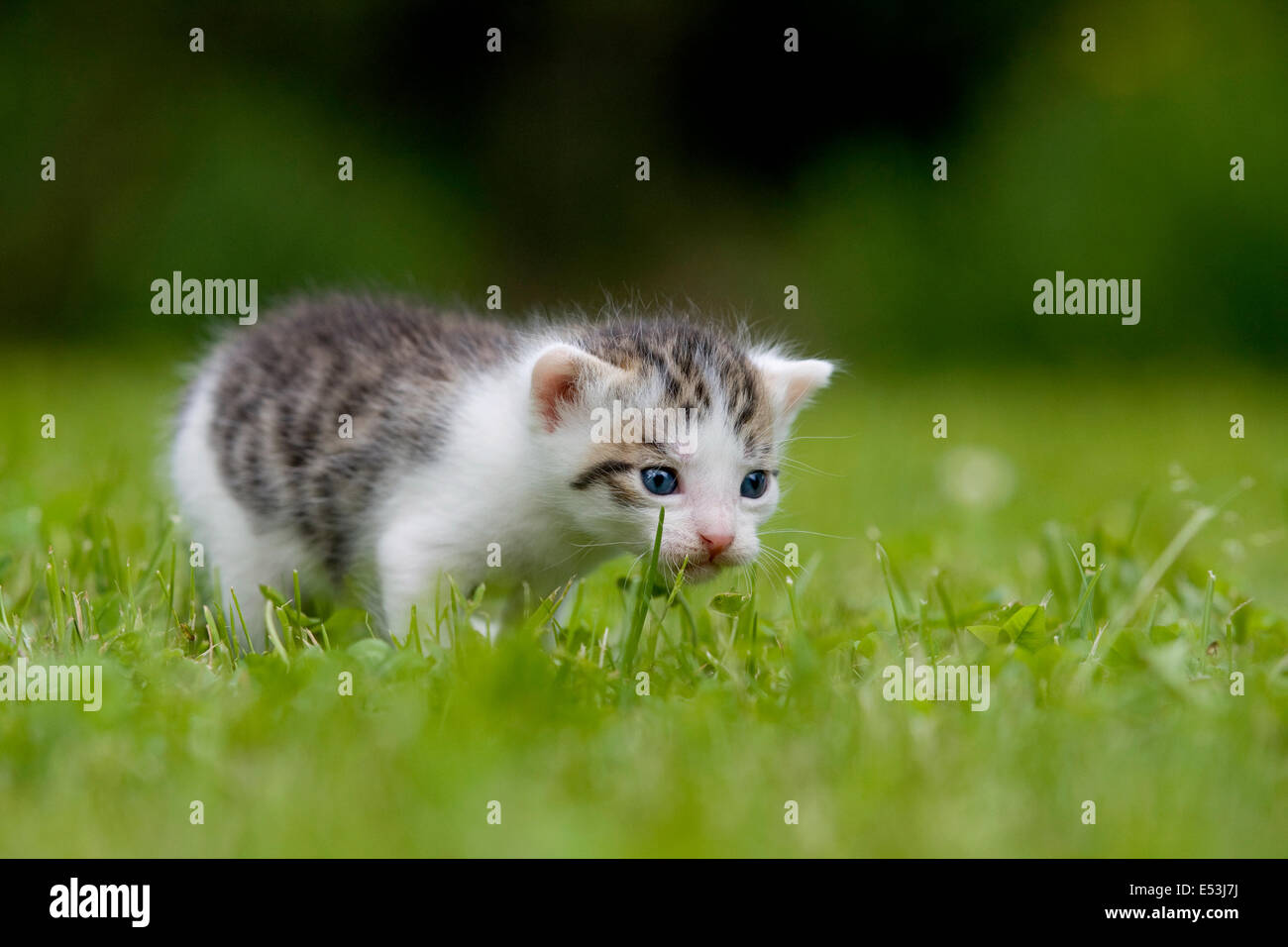 Three kittens grass hi-res stock photography and images - Alamy